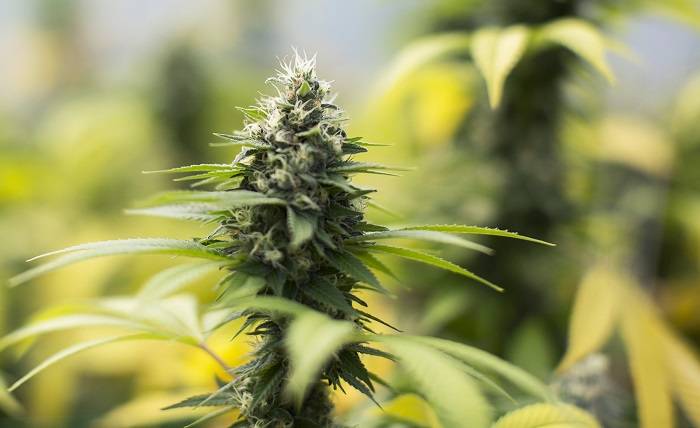 A Guide to the Most Popular Hybrid Marijuana Strains
